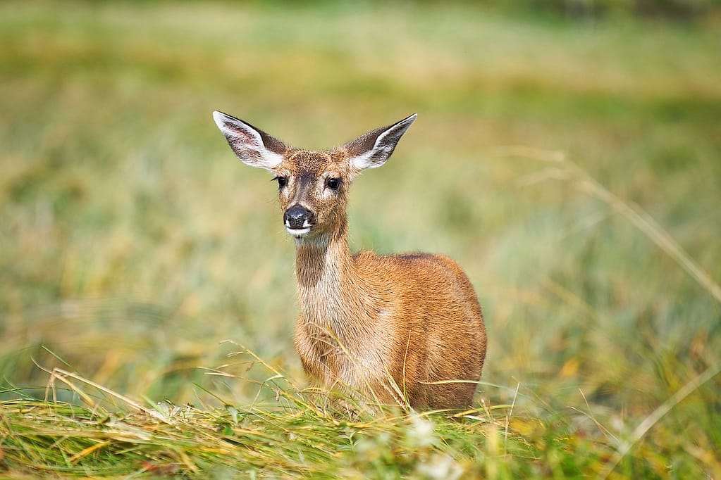 Deer Ears and Body Language: What Every Hunter Should Know - Trophy Pursuit