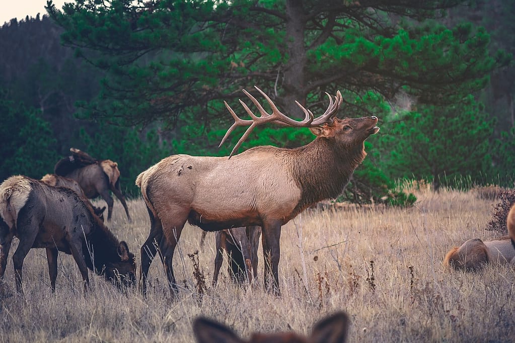 7 Wild Secrets About Elk Mating Season You Must See in 2025 - Trophy ...