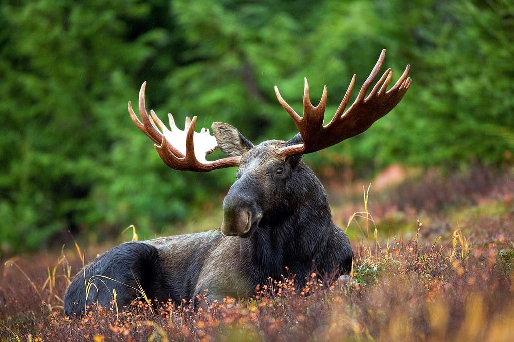 Elk vs Moose: How to Spot the Stunning Differences in 2025 - Trophy Pursuit