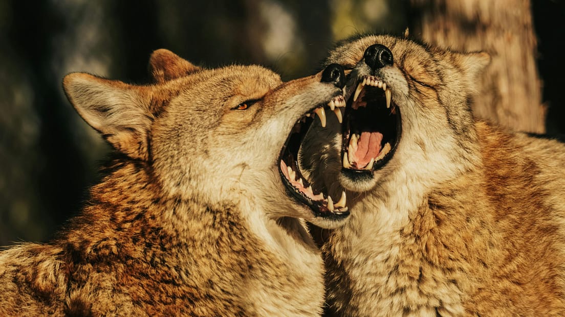 Do Coyotes Run in Packs? Fascinating Facts You Need to Know in 2025 ...