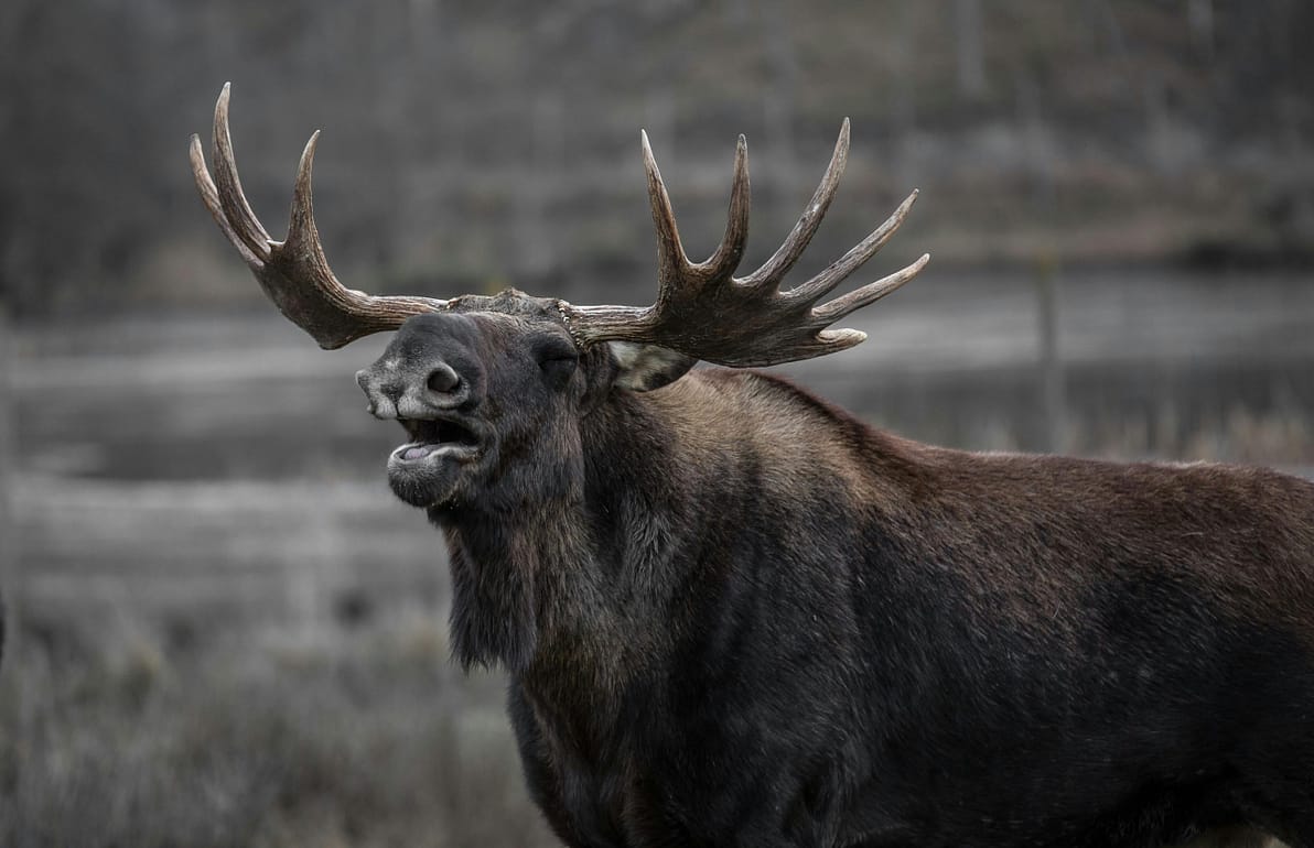 Mind-Blowing Moose Size Comparison: How Big They Really Are in 2025 ...