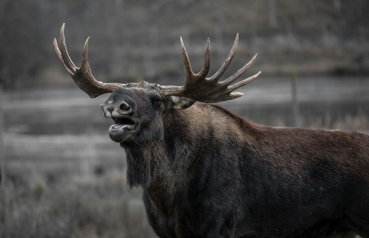 Mind-Blowing Moose Size Comparison: How Big They Really Are in 2025 ...