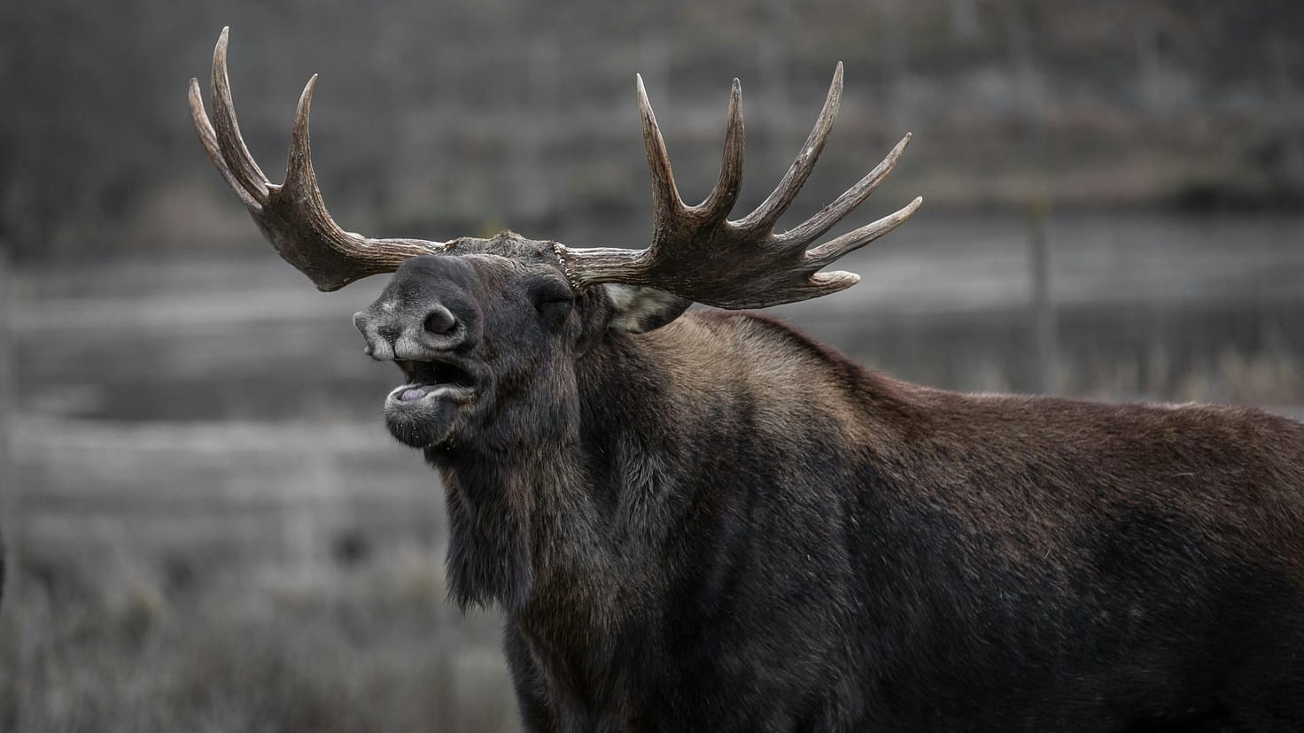 Mind-Blowing Moose Size Comparison: How Big They Really Are in 2025 ...
