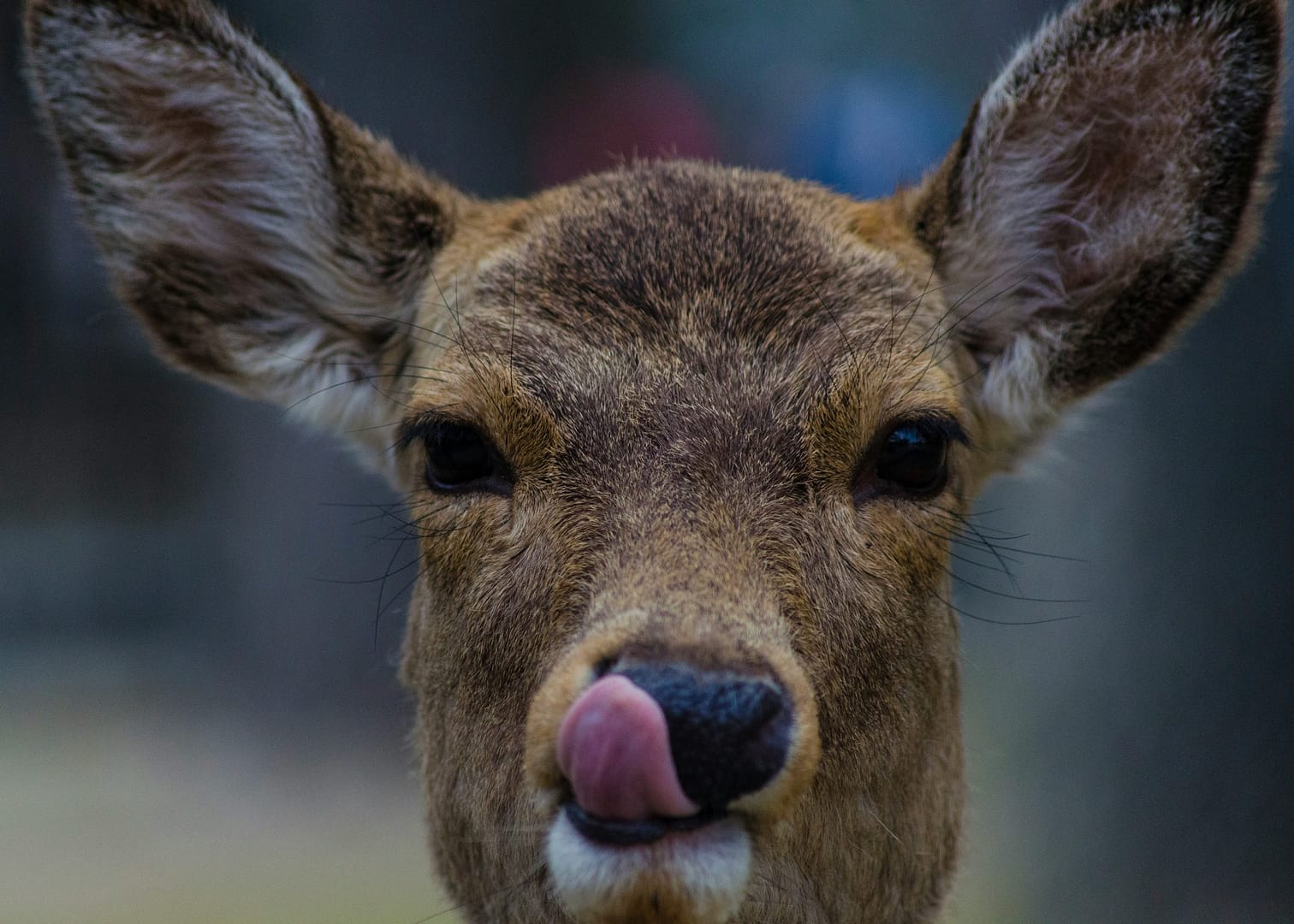 Unlock the Outdoors: Your Ultimate Guide to the 2024 Michigan Hunting ...