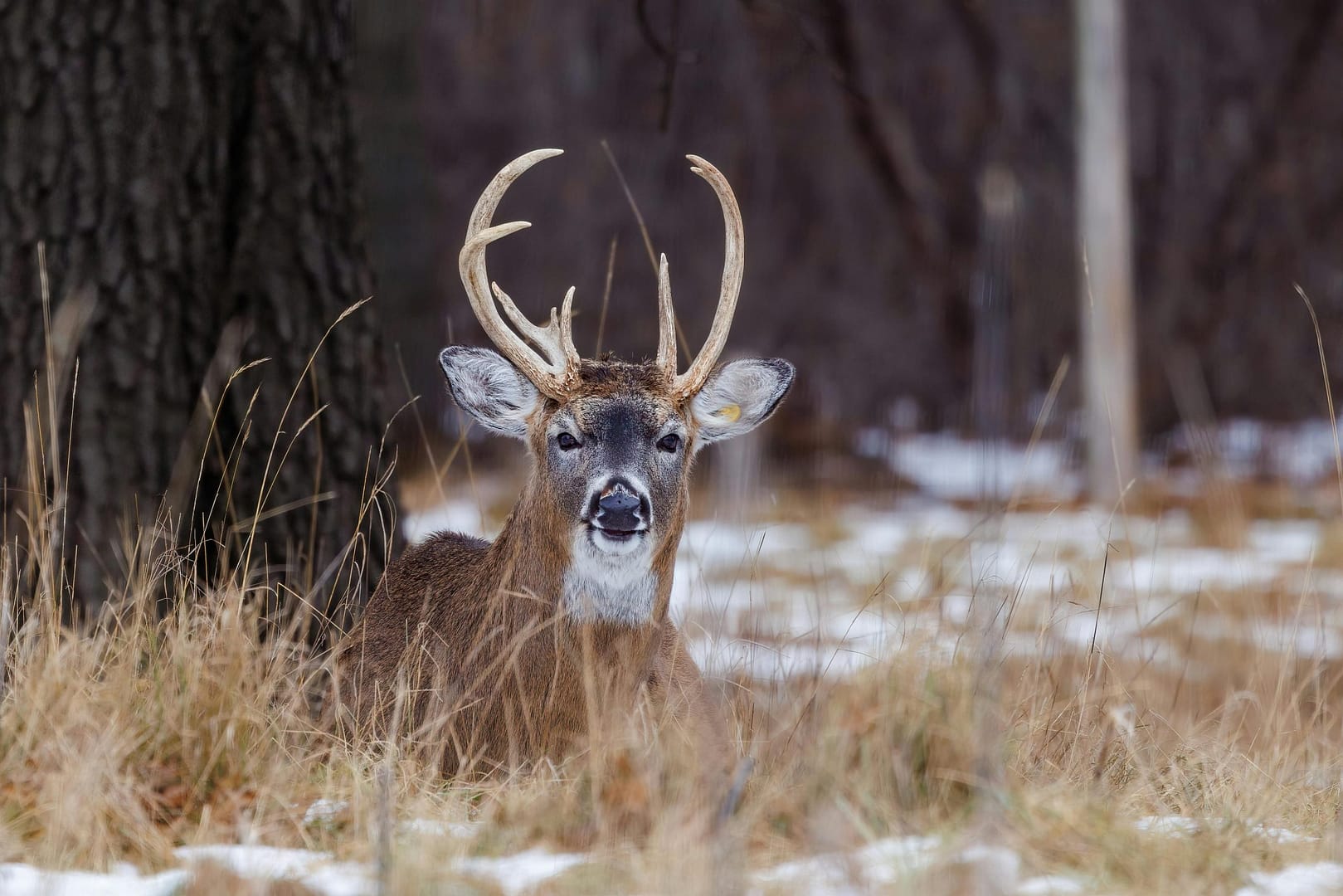 How to Understand Deer Eyes in 2025: Fascinating Facts & Insights ...