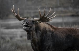 Mind-Blowing Moose Size Comparison: How Big They Really Are in 2025 ...