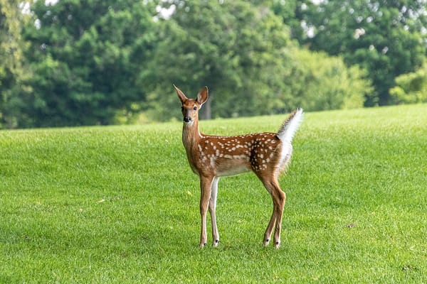 How to Spot the Perfect Deer Tail for Hunting in 2025 - Trophy Pursuit
