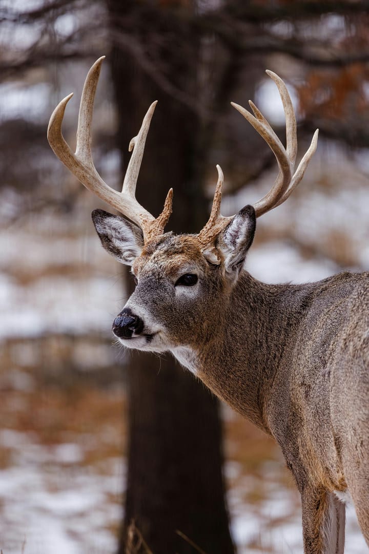 Field Dressing a Deer Like a Pro: How to Step-by-Step Guide - Trophy ...
